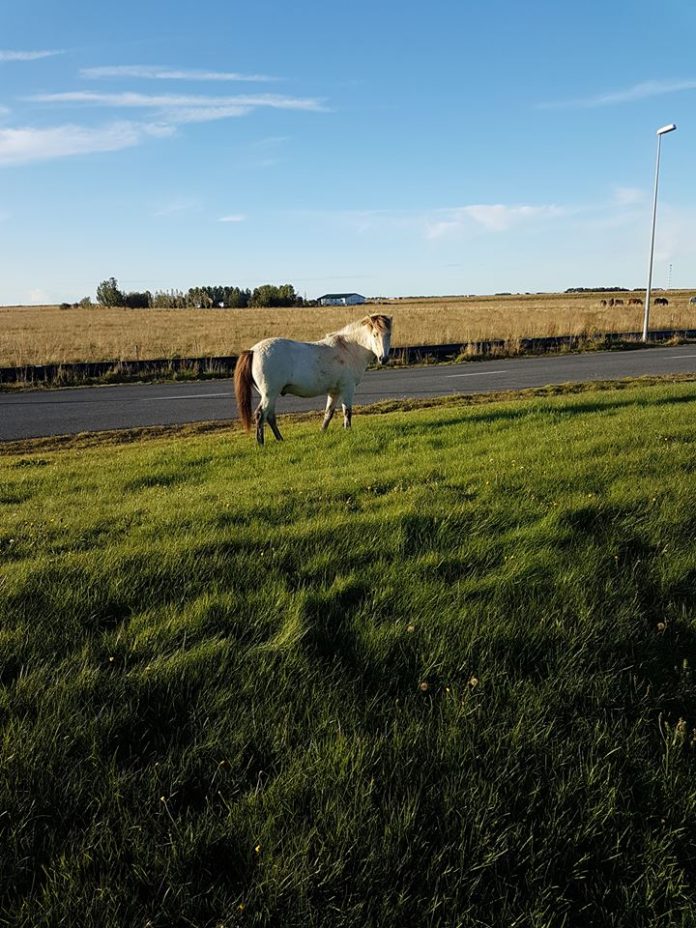 Hestur skrapp í morgungöngu á Selfossi | DFS.is