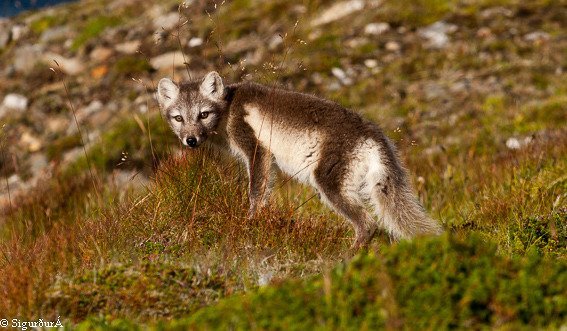 Samningur um refaveiðar í Flóahreppi - DFS.is